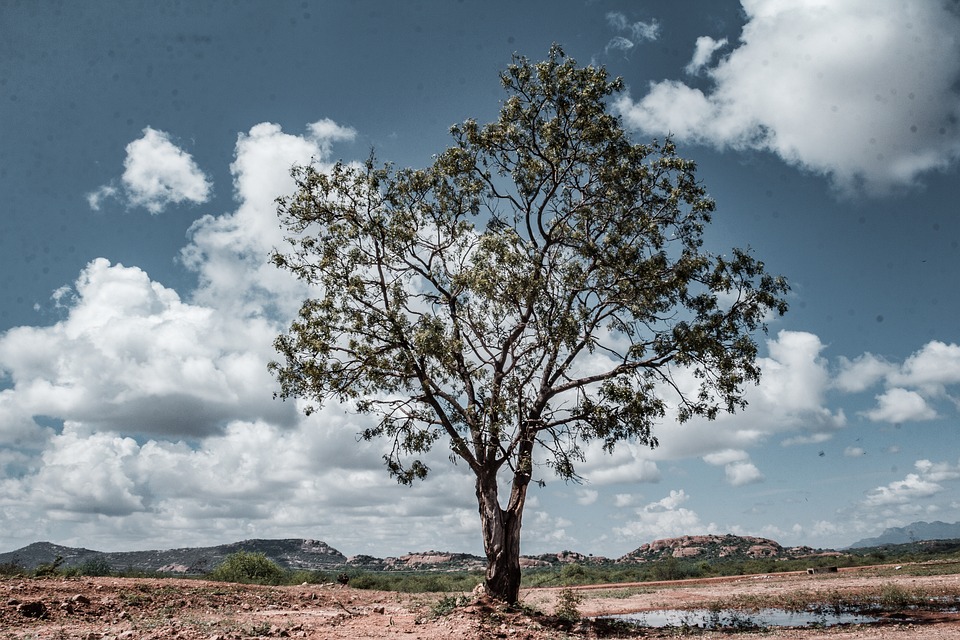 Kenya Afrique Nature - Photo gratuite sur Pixabay - Pixabay