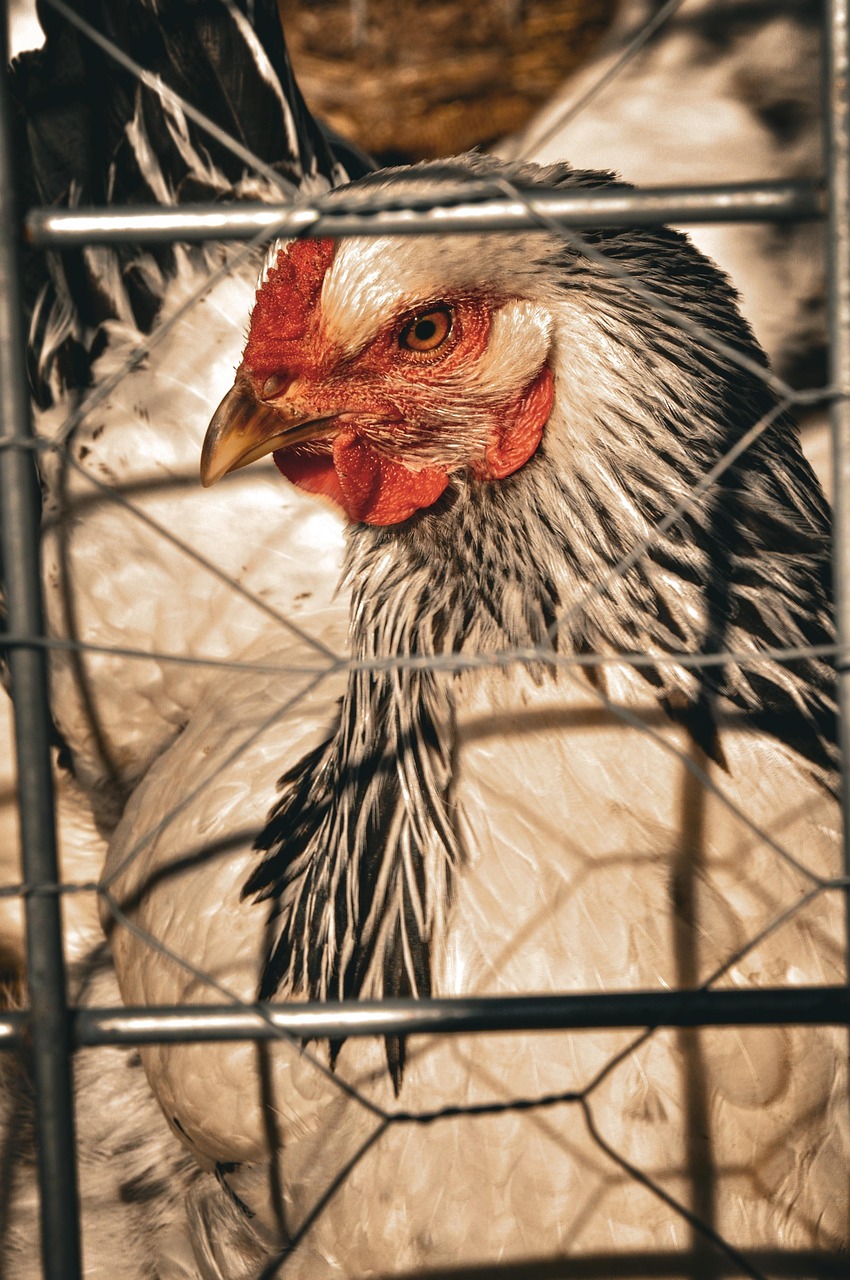 Chicken Farm Agriculture - Free photo on Pixabay - Pixabay