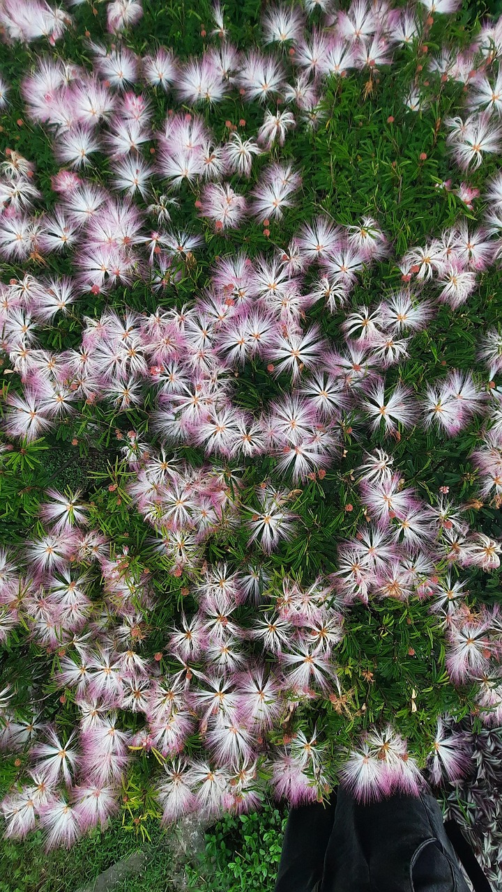 Pink Flowers Nature Free Photo On Pixabay Pixabay