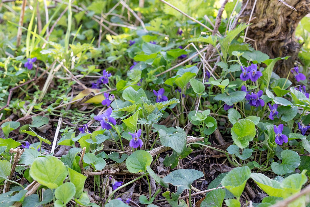 Violets In The Forest Flower - Free photo on Pixabay - Pixabay