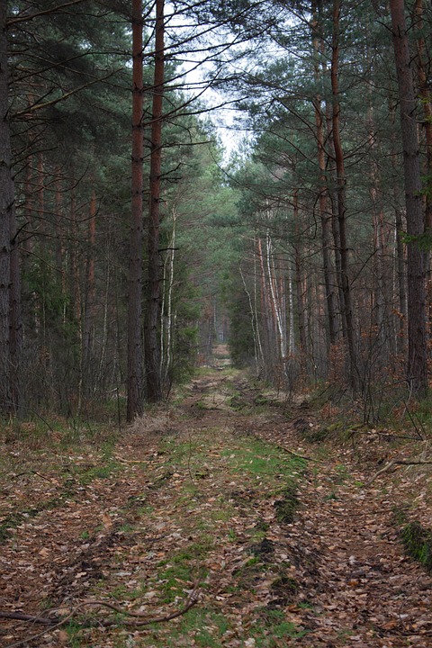 Old Forest Nature - Free photo on Pixabay - Pixabay
