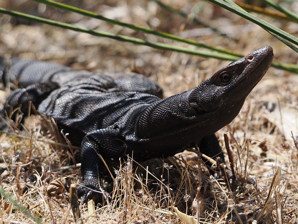 Black-Headed Monitor - Free photo on Pixabay - Pixabay