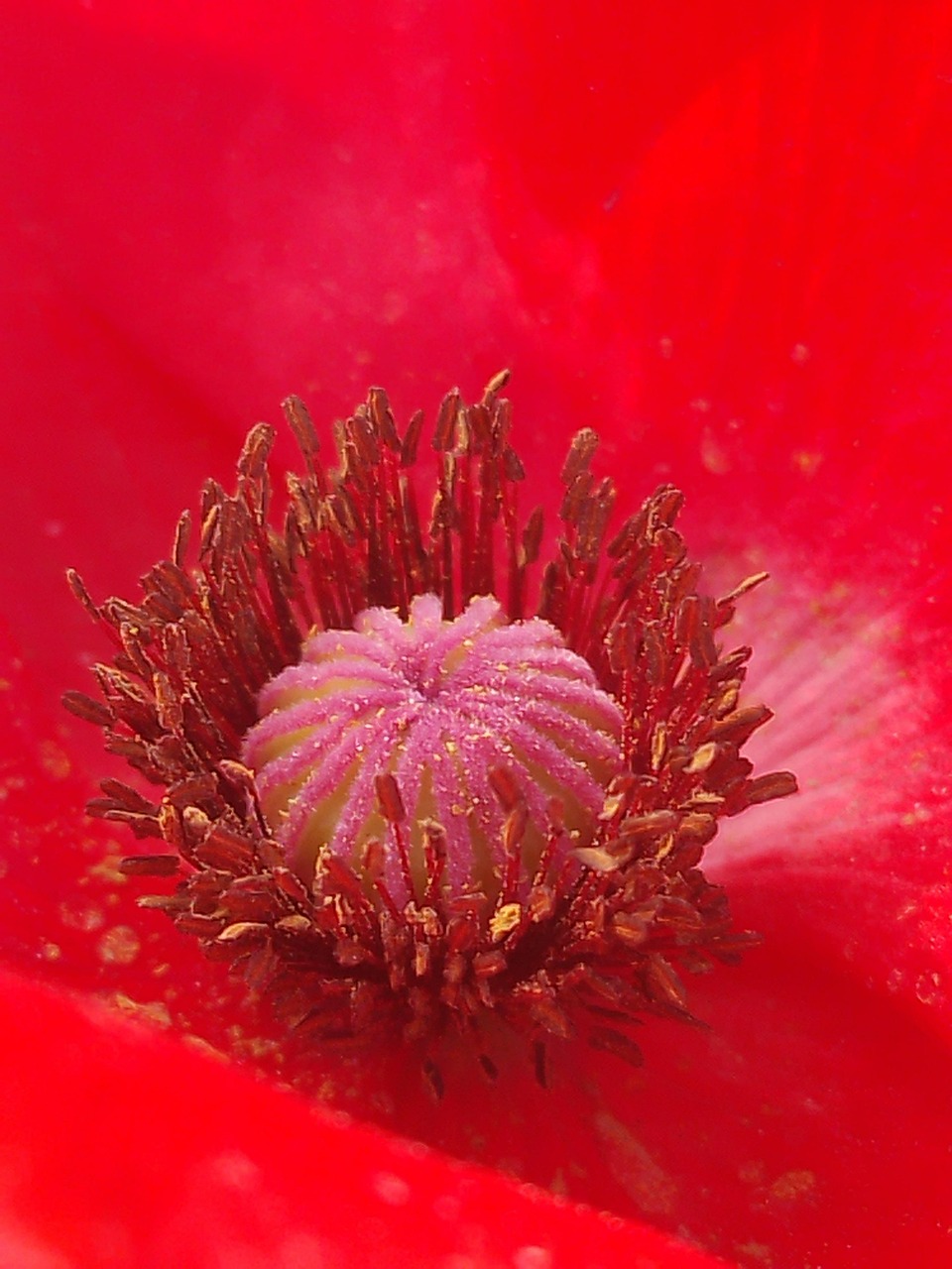 Oriental Poppy Flower Stigma - Free photo on Pixabay - Pixabay