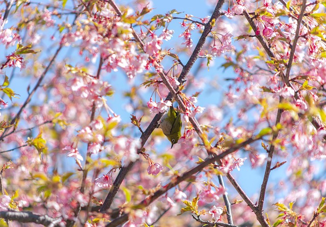 Oiseau Sakura Le Printemps - Photo gratuite sur Pixabay - Pixabay
