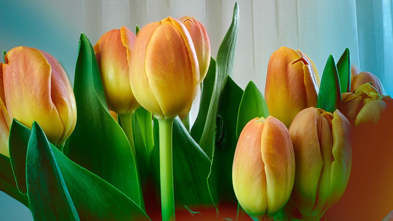 Tulips Orange Flowers Free Photo On Pixabay Pixabay