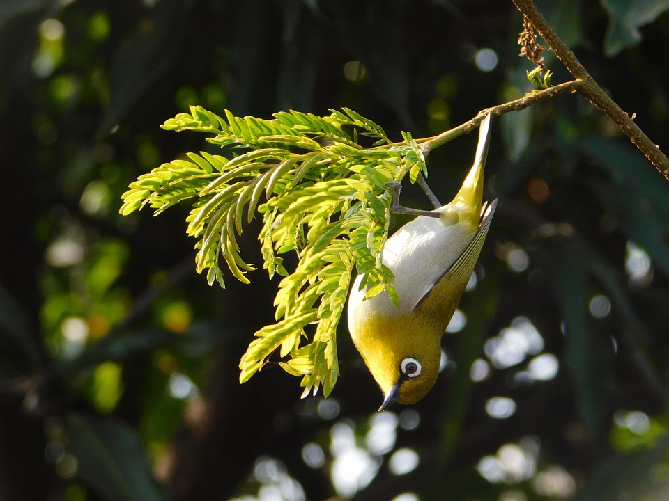 Bird White Eye - Free photo on Pixabay - Pixabay