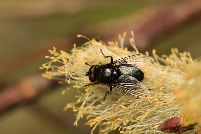 Willow Catkin Fly Insect - Free photo on Pixabay - Pixabay