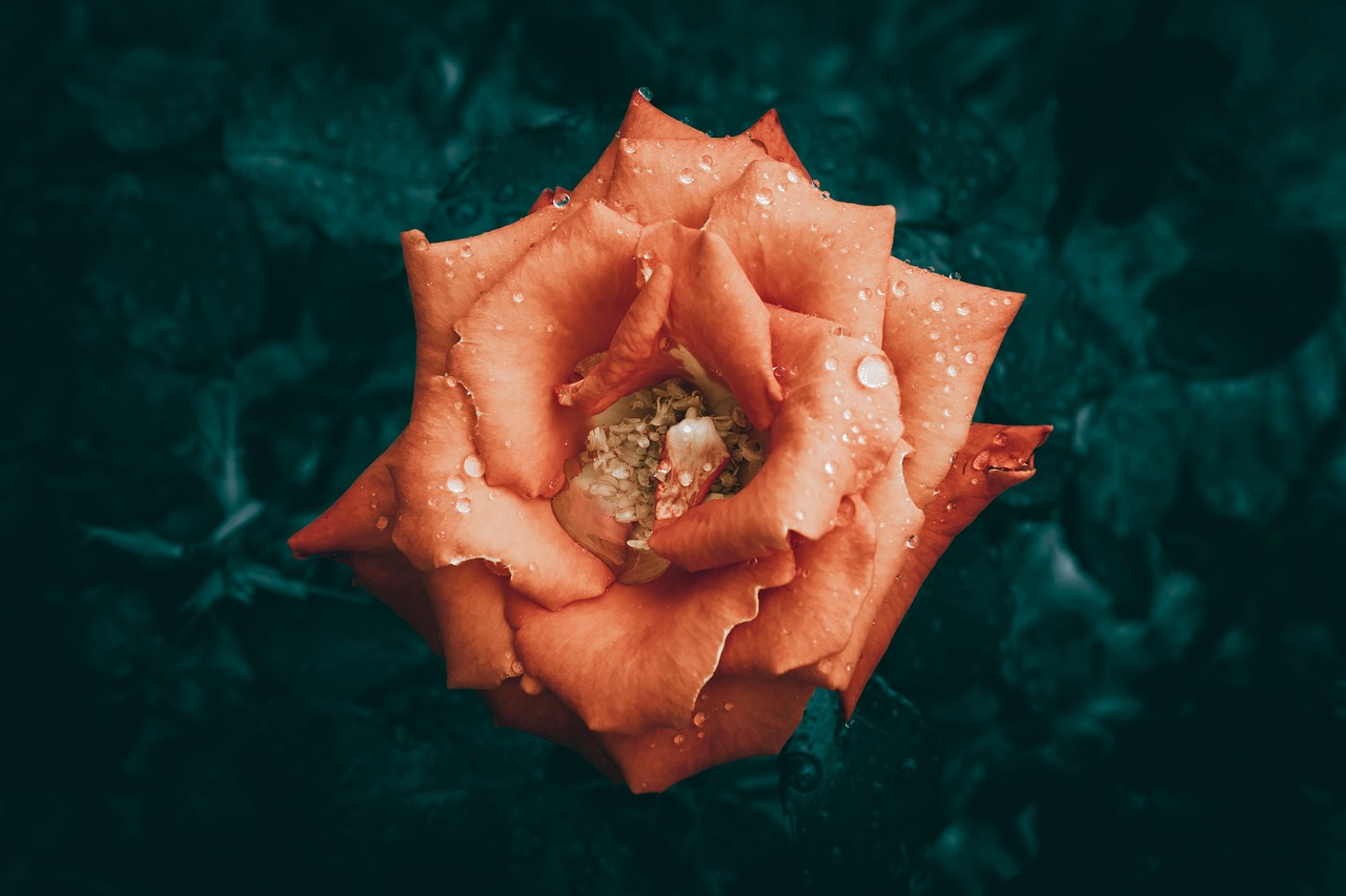 Fundal Bloom A Închide - Fotografie gratuită pe Pixabay