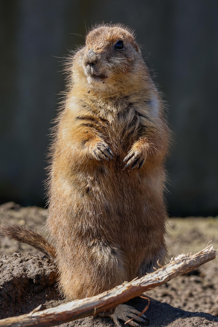 Prairie Dog Animal Zoo - Free photo on Pixabay - Pixabay
