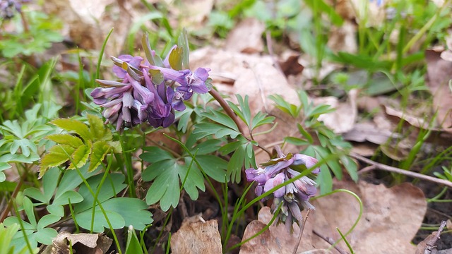 Corydalis Forest Spring Flowers - Free photo on Pixabay - Pixabay