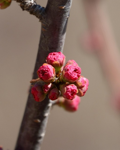 Le Printemps Bourgeon Fleurs - Photo gratuite sur Pixabay - Pixabay