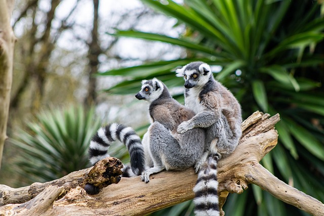 Lemur Dyr Pattedyr Stripet - Gratis foto på Pixabay - Pixabay