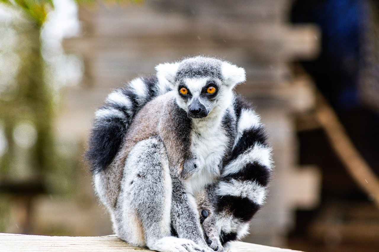 Lemur Animal Nature - Free photo on Pixabay - Pixabay
