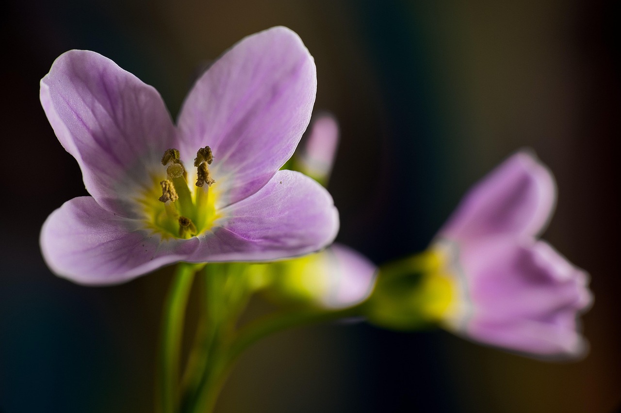 Flower Plant Petals - Free photo on Pixabay - Pixabay