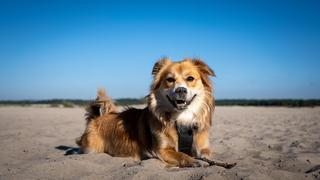 Dog Puppy Mammal - Free photo on Pixabay - Pixabay