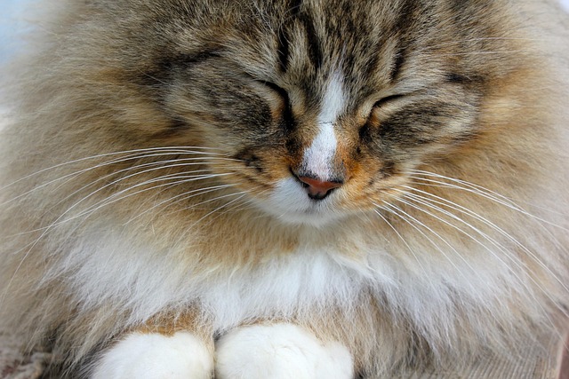 Cat Animal Mammal - Free photo on Pixabay - Pixabay