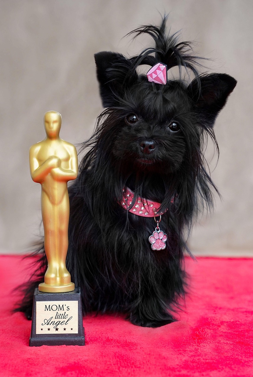 Black Yorkshire Terrier