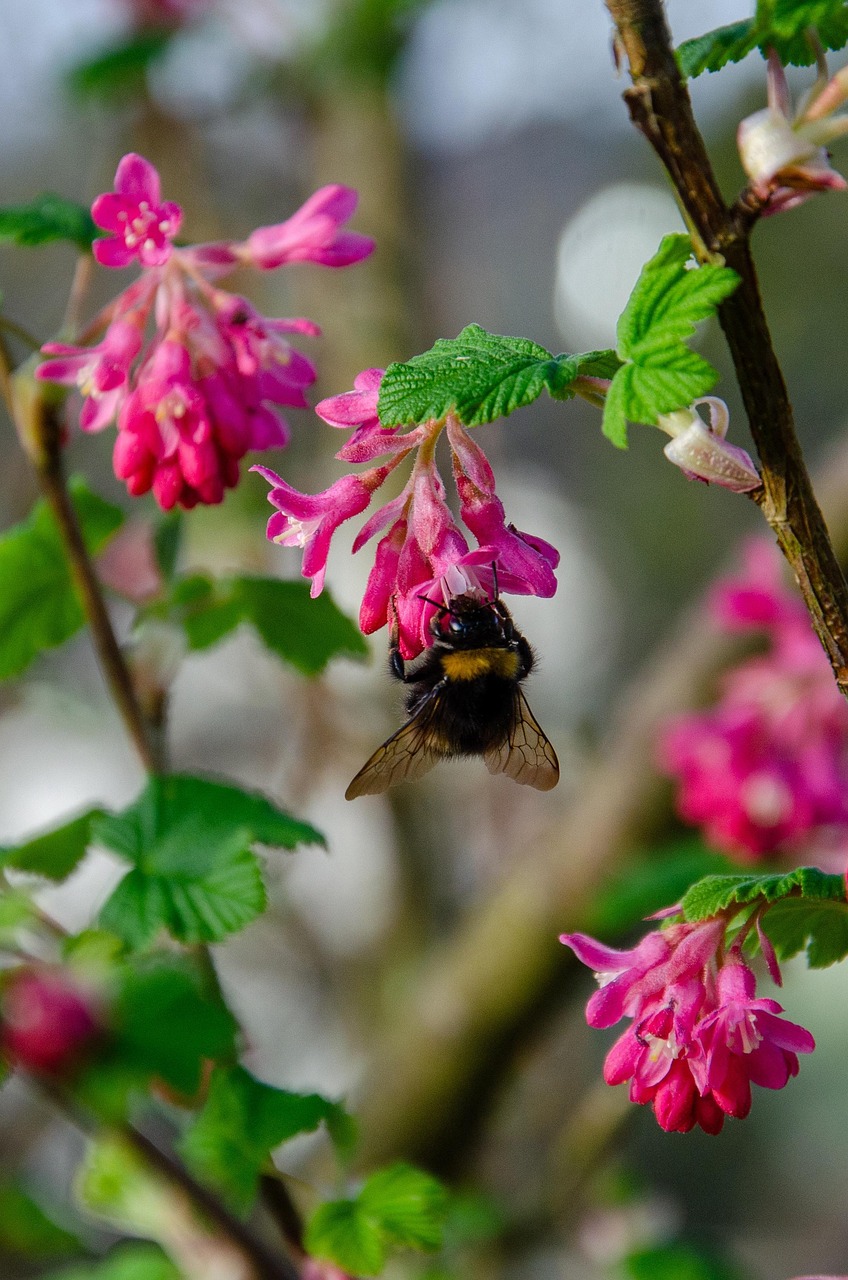 Bumblebee Insect Pollination Close - Free photo on Pixabay - Pixabay