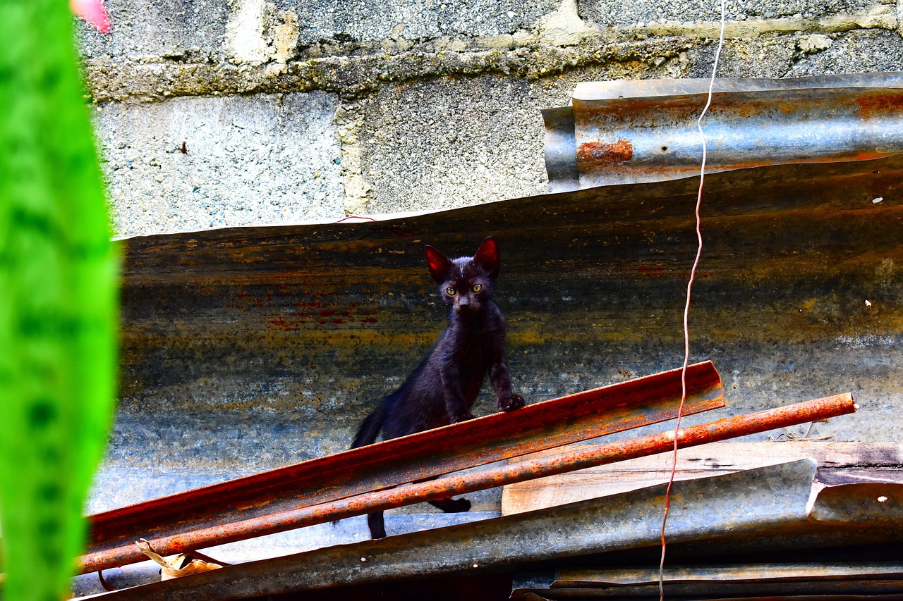 Cat Street Map Animal - Free photo on Pixabay - Pixabay