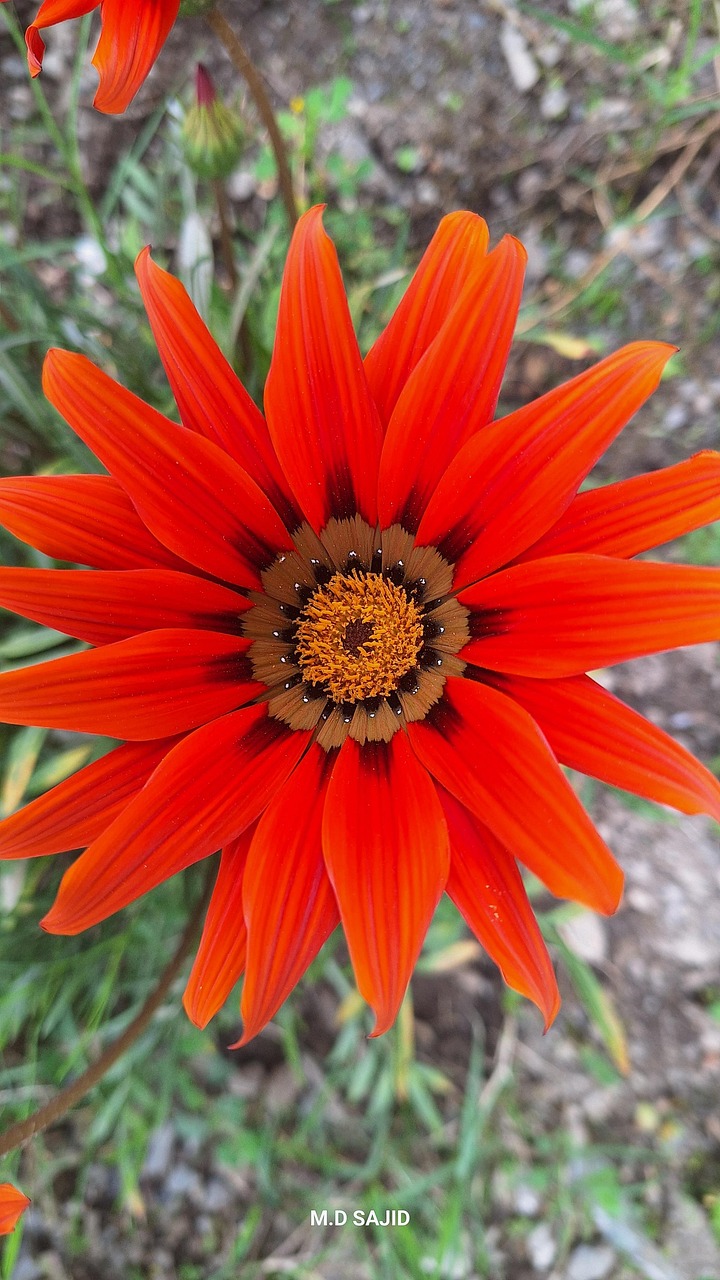 Beautiful Flower Orange - Free photo on Pixabay - Pixabay