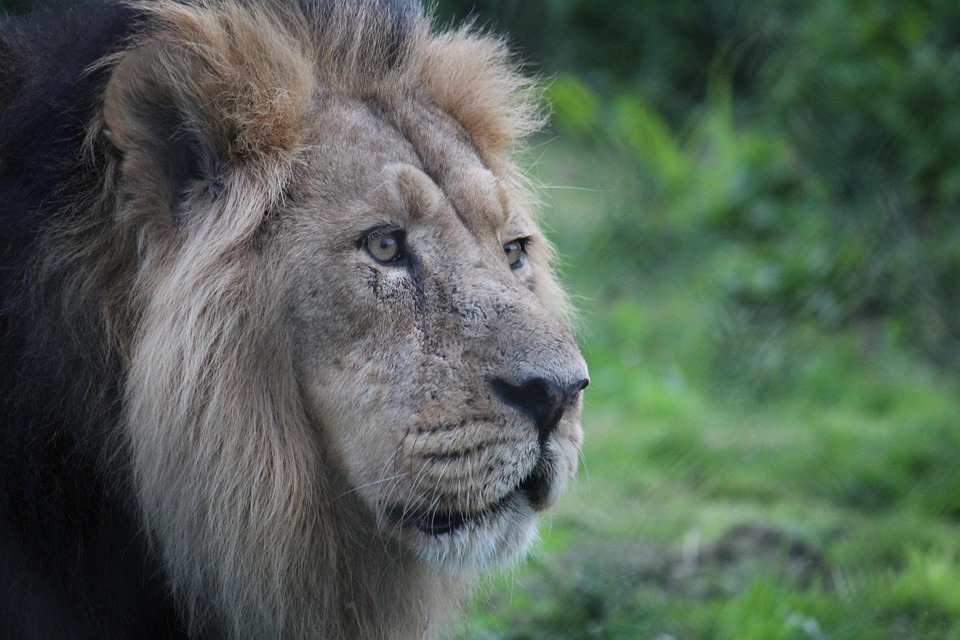Lion Nature Animal - Photo gratuite sur Pixabay