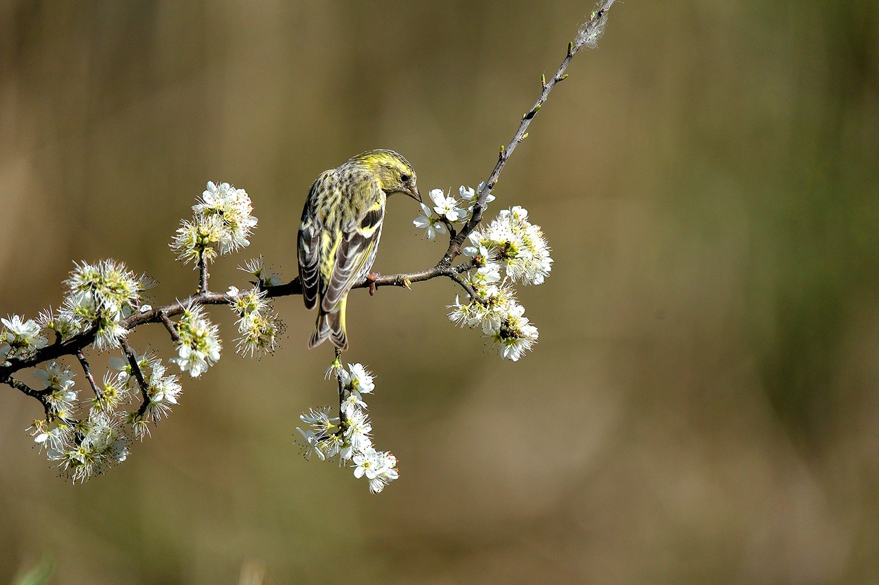 500+ Free Hawthorn & Nature Images - Pixabay