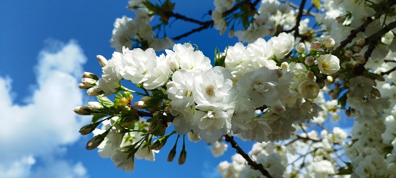 Primavera Natureza Flores Flor De - Foto gratuita no Pixabay - Pixabay