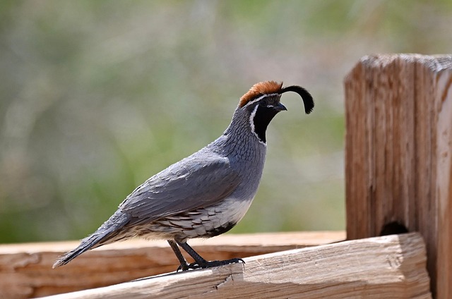 Quail Bird Animal Gambel'S - Free photo on Pixabay - Pixabay