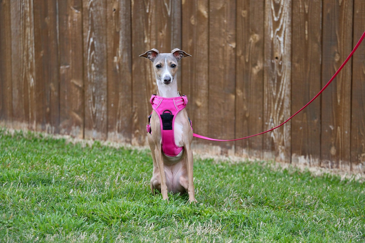 Italian Greyhound Female Dogs - Free photo on Pixabay - Pixabay