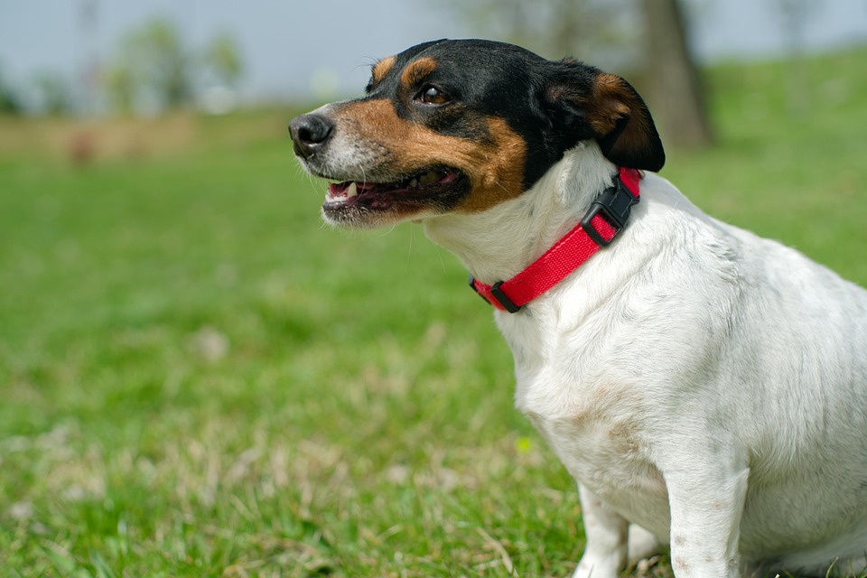 Jack Russell Chien Animal De - Photo gratuite sur Pixabay - Pixabay