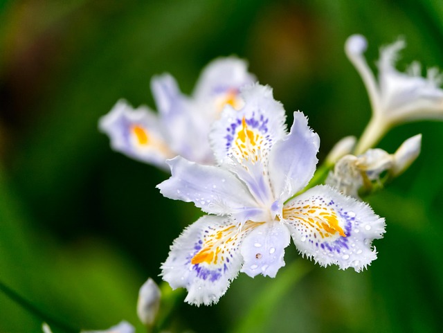 Butterfly Flower Iris Japonica - Free photo on Pixabay - Pixabay