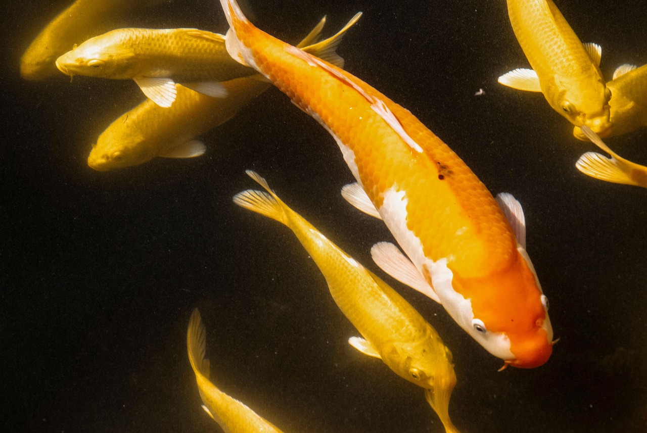 Koi Peixes Lagoa De Carpas - Foto gratuita no Pixabay - Pixabay