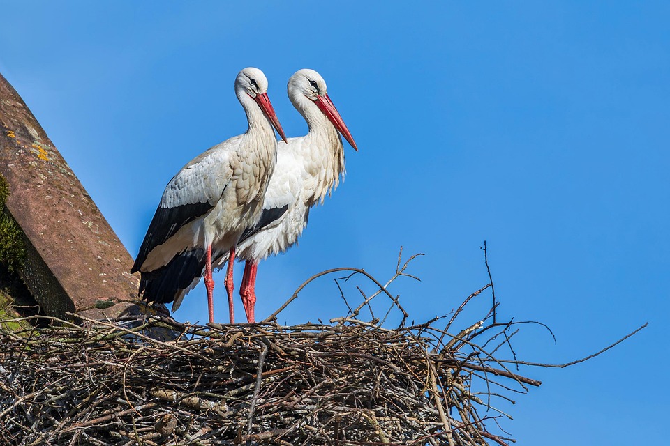 Stork Fåglar Parning - Gratis foto på Pixabay - Pixabay