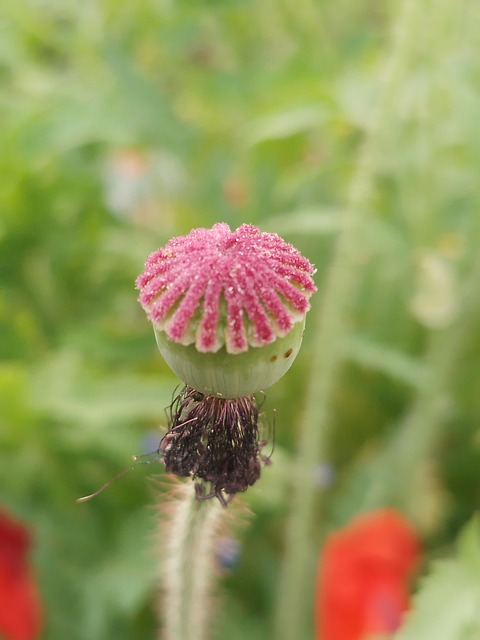 Mohn Samen Ziermohn Orientalischer - Kostenloses Foto auf Pixabay - Pixabay
