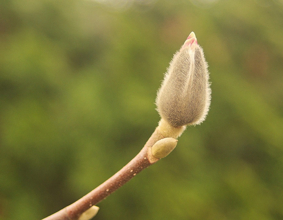 Bud Flor De Magnolia Primavera - Foto gratis en Pixabay - Pixabay