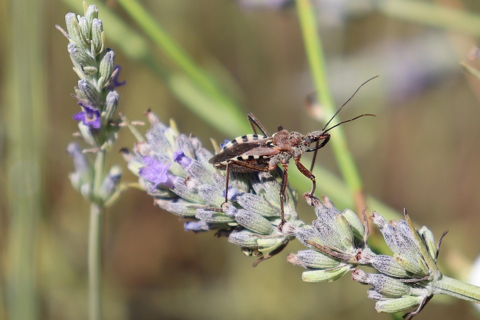 Rhynocoris Erythropus Bug Insect - Free photo on Pixabay - Pixabay
