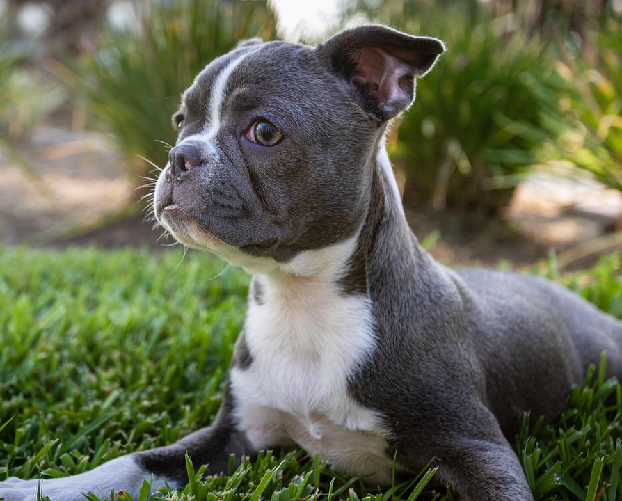 Boston Terrier Cachorro Perro - Foto gratis en Pixabay - Pixabay
