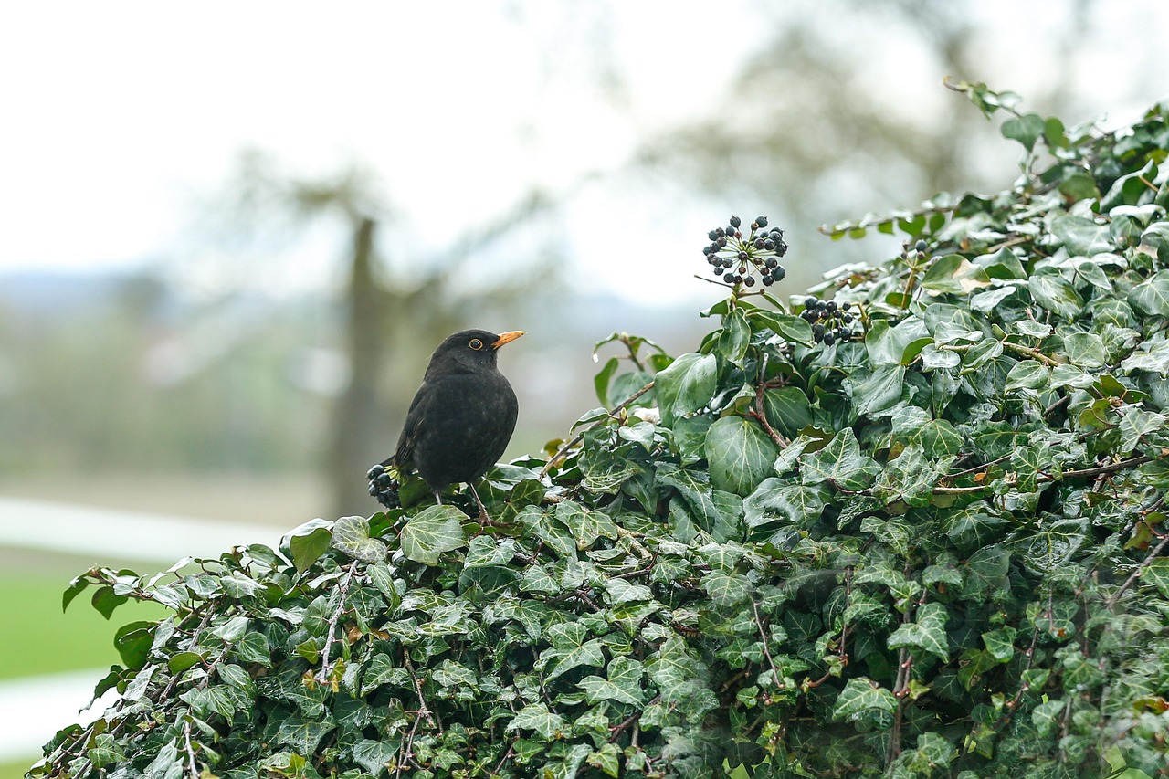Burung Hitam Alam - Foto gratis di Pixabay - Pixabay
