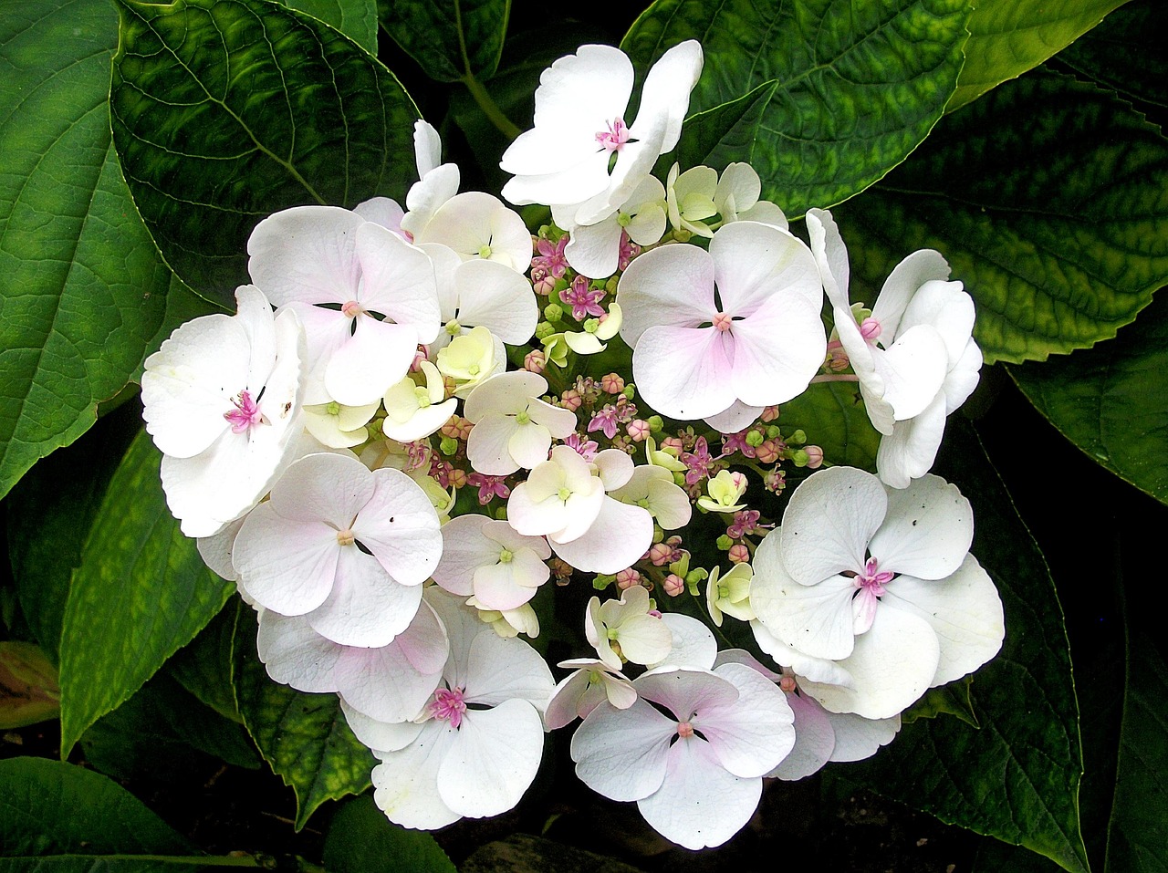 Hydrangea Flower Hydrangeas - Free photo on Pixabay