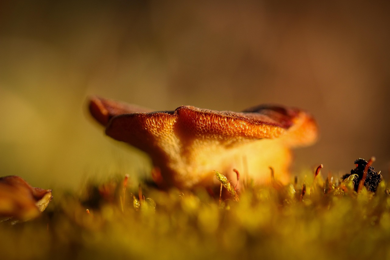 Mushroom Fall Nature - Free photo on Pixabay - Pixabay