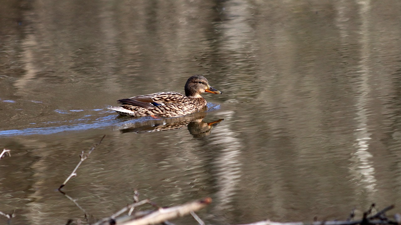 Water Bird Nature - Free photo on Pixabay - Pixabay