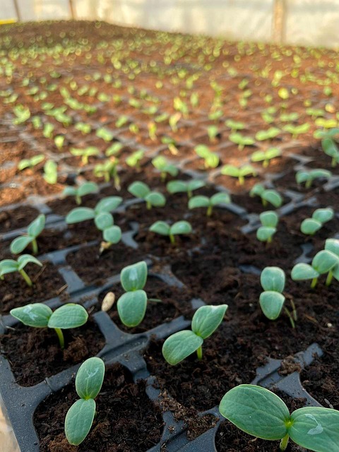 Seedling Vegetables Landing Free Photo On Pixabay Pixabay