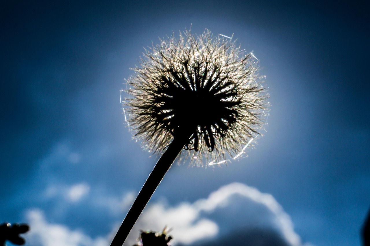 Dandelion Summer Nature - Free photo on Pixabay