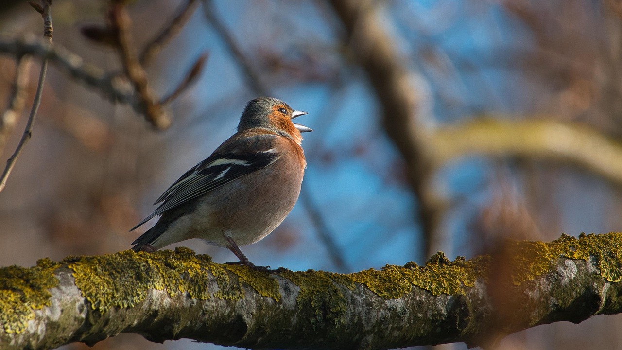 Pinson Oiseau Animal - Photo gratuite sur Pixabay - Pixabay