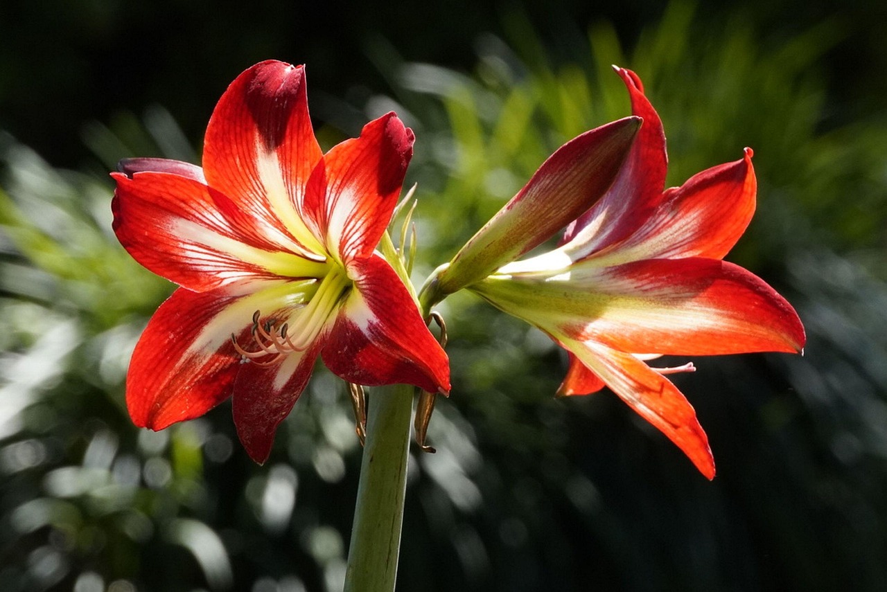 Lilies Flowers Spring - Free photo on Pixabay - Pixabay