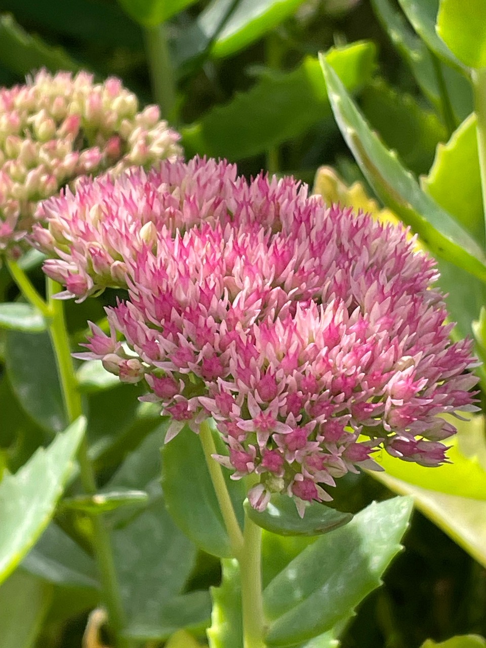 Sedum Nature Flowers - Free photo on Pixabay - Pixabay