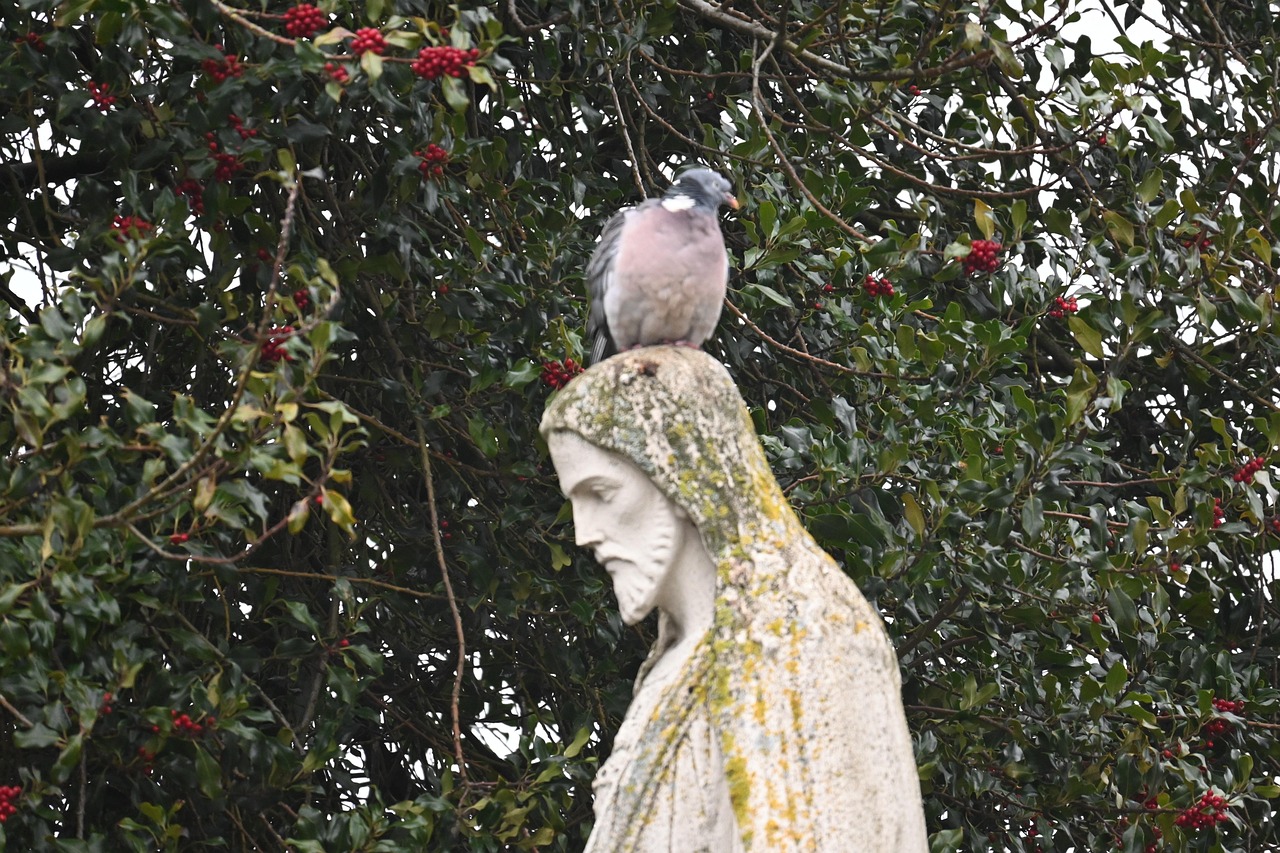 Pigeon Image Catholic - Free photo on Pixabay - Pixabay