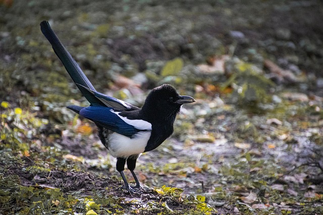Magpie Bird Animal - Free photo on Pixabay