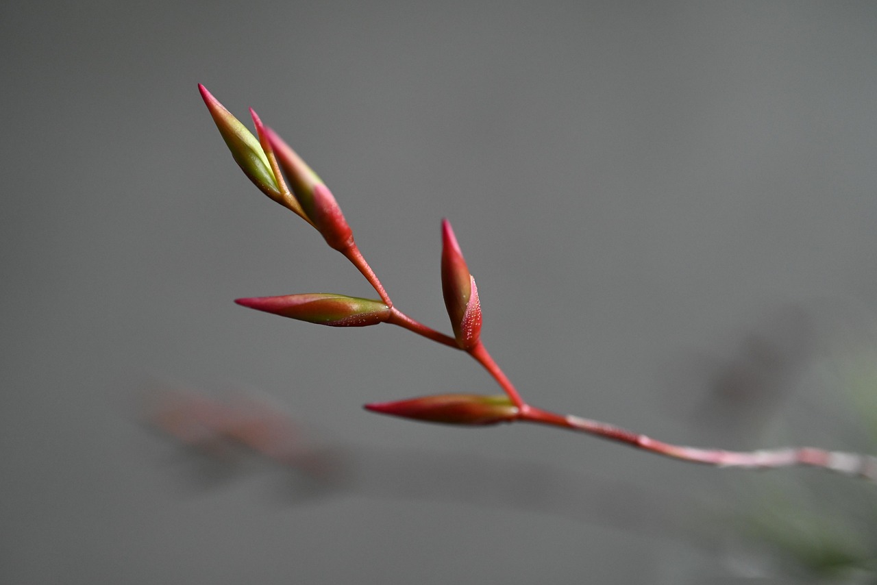 Folha De Fio Planta Tillandsia - Foto gratuita no Pixabay - Pixabay