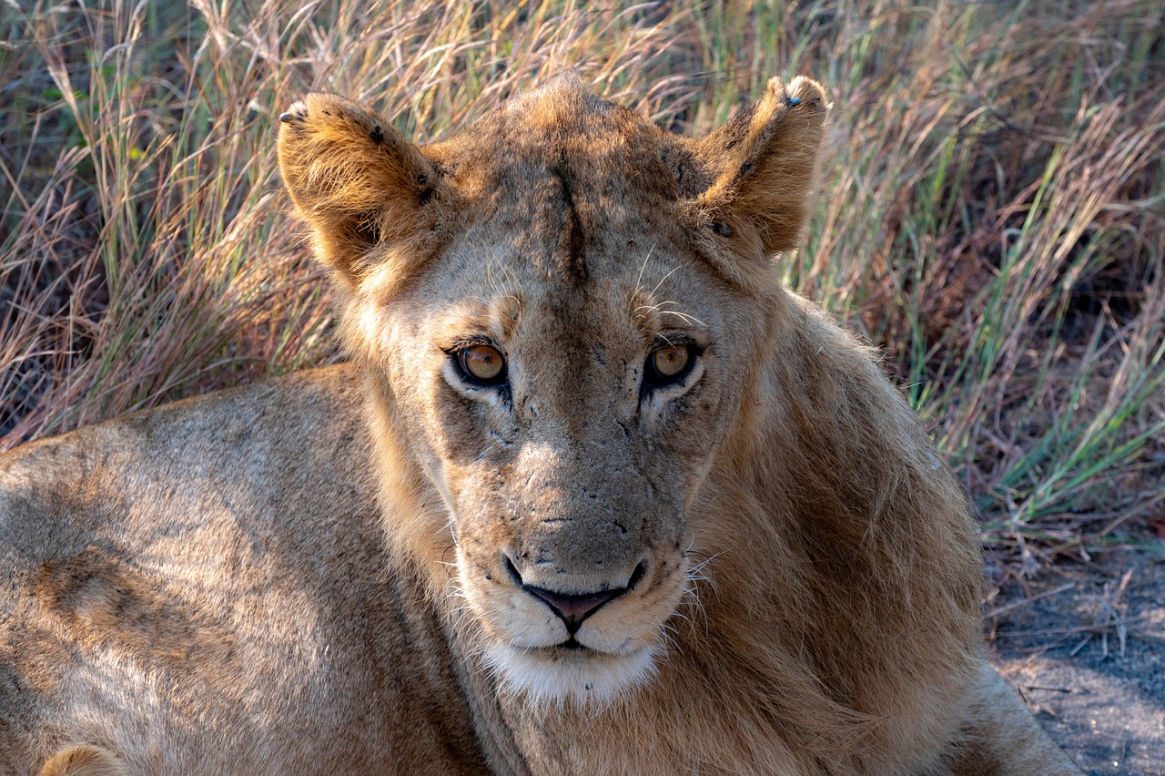 Animales Fauna Silvestre León